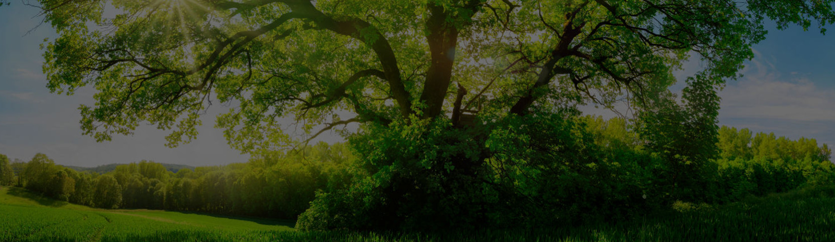 About us - Sydney Tree Co